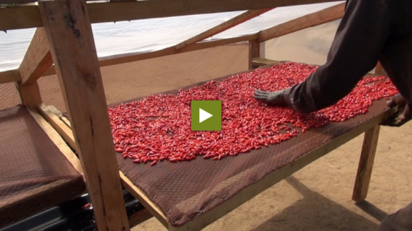What is Solar Drying? using Chili as Case Study – Greenhouse Solar Dryer